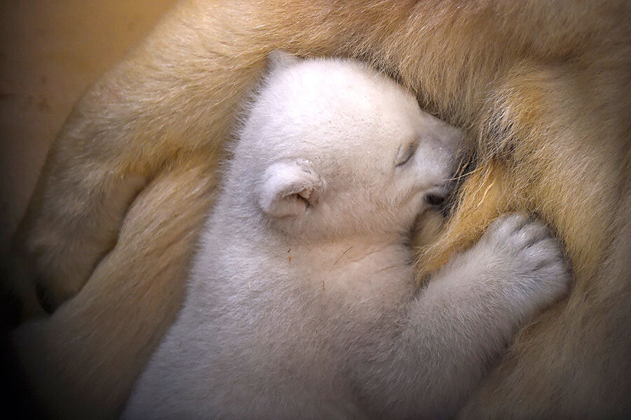 A polar bear cub was born in the Perm Zoo - Oreanda-News