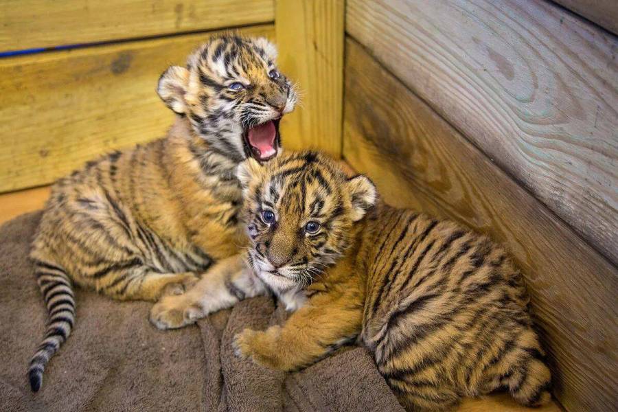 Two of the rarest Amur tiger cubs were born in a Russian zoo - Oreanda-News